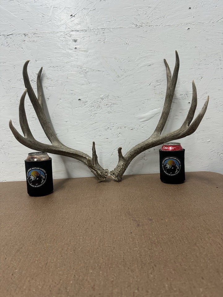 6x5 Mule Deer Antlers, Montana Cutoff Antler Sheds, Taxidermy Lot 810 ...