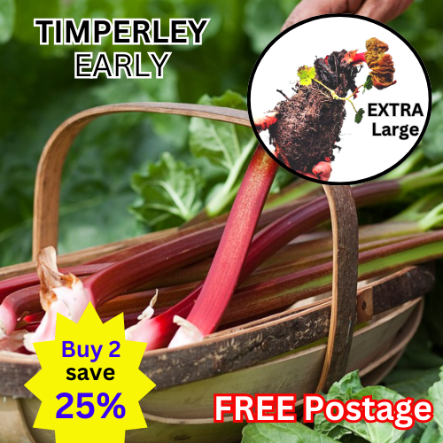 Timperley Early Rhubarb Plants Early Crown Organic Pot Fruit Vegetable ...