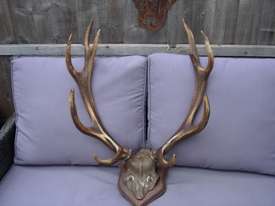 Large Mounted Red Deer 10 Point Antlers On Oak Shield | eBay UK