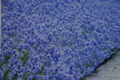 5 Seme Lavanda " Forse Non È Mai ", Lavandula Angustifolia #847 | eBay