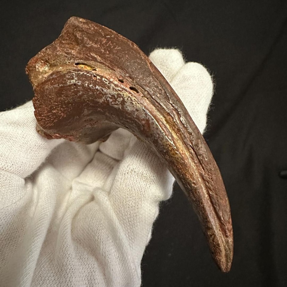 Carcharodontosaurus Footclaw Joint Claw Fossil Dinosaur 1345 | eBay