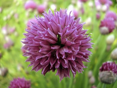 Allium Schoenoprasum – Pink One seed | eBay
