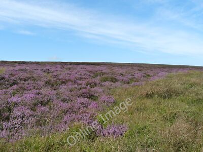Photo 12x8 Balker Moor Heather on open moorland. c2011 | eBay UK