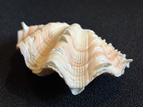 Pink Fluted Clam Shell Pair (Tridacna squamosa) | eBay