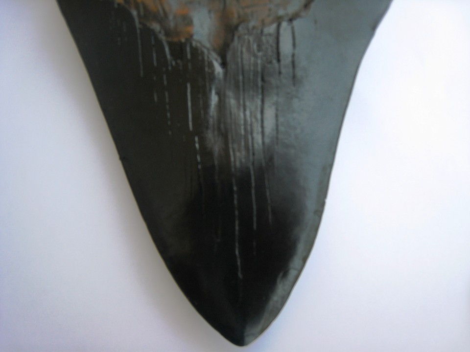 7 INCH LONG MEGALODON TOOTH REPLICA BIG FOSSIL GIANT RELIC TEETH HUGE ...