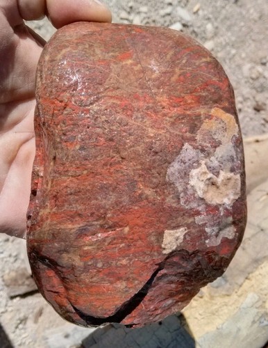 2 Lbs 3 oz Colorado River DINOSAUR COPROLITE Arizona Fossil Fossils ...