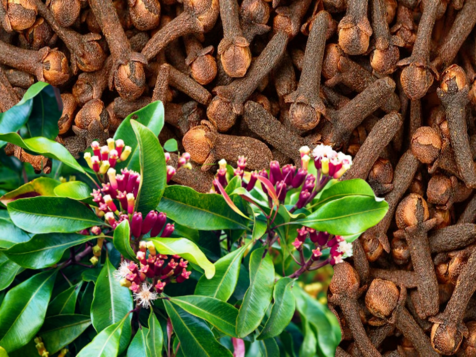 Cloves Spice Plant