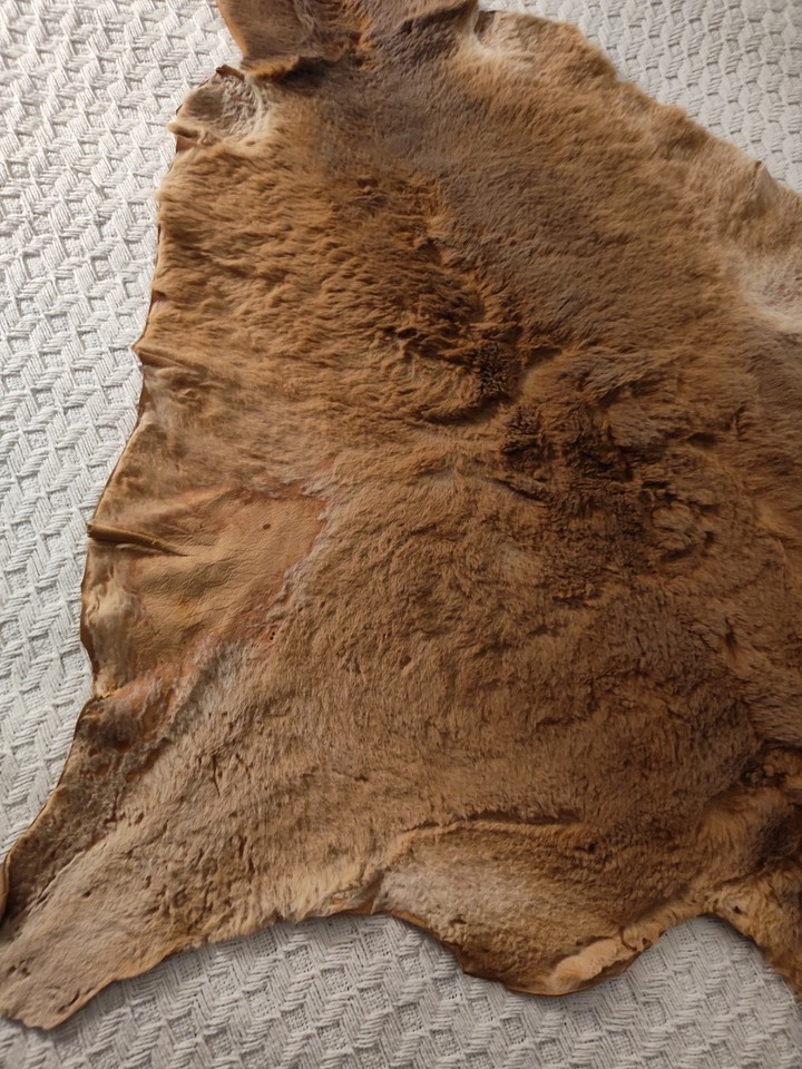 Genuine Australian Tanned Kangaroo Skin Fur Pelt Leather Hide w Tail | eBay