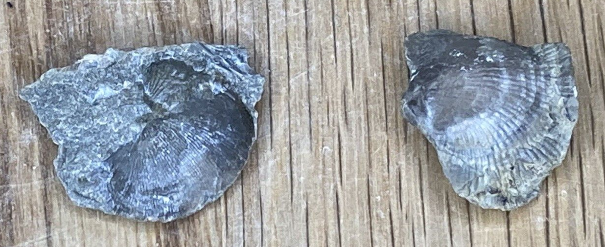 Fossil Specimen Collection, Brachiopods, Set of 16, Surrey, 21mm - 73mm ...