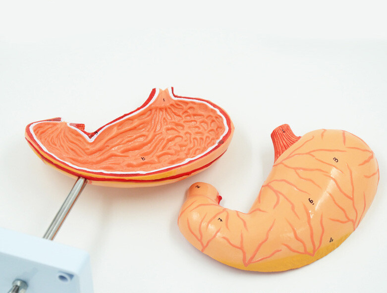 How To Make A Stomach Model