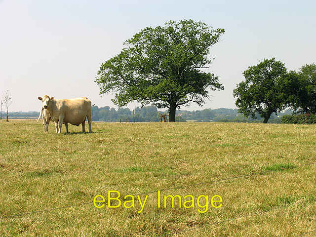 Photo 6x4 Common Farm on Beedon Common Downend Cows and calf on Common ...