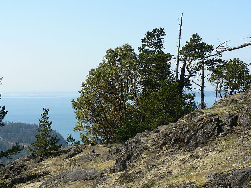 10 PACIFIC MADRONE TREE Bearberry Red Arbutus Menziesii Oregon Laurel ...