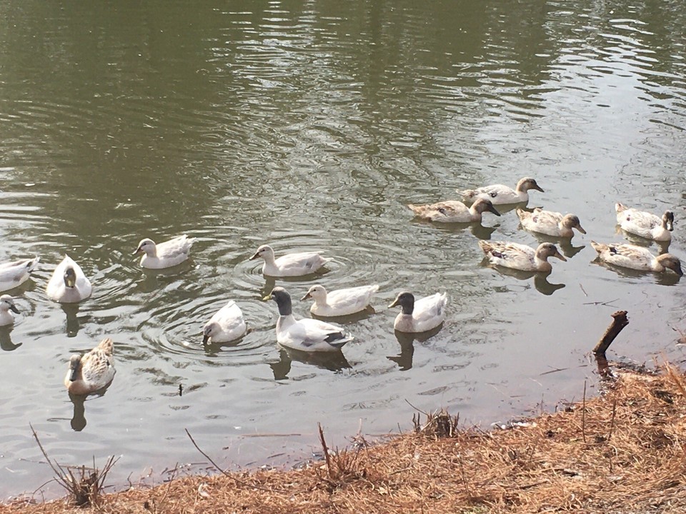 12 SILVER MALLARD DUCK HATCHING EGGS | eBay