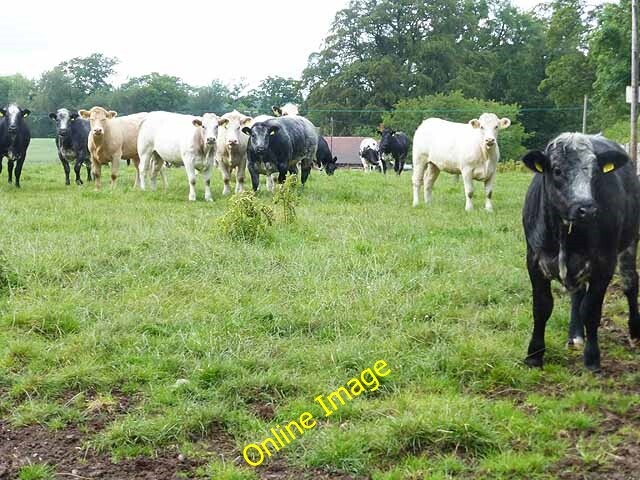 Photo 6x4 Curious bullocks at Magdalene Hall Farm Maxton/NT6130 ...