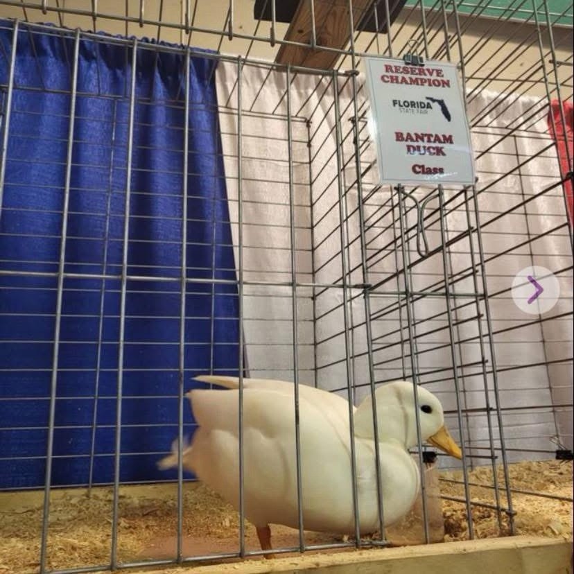 6+ Fertile White Call Duck Hatching Eggs Npip/ai Clean Farm Parent Show ...