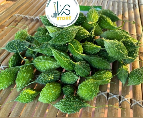 FOREST BITTER MELON SEEDS - HẠT KHỔ QUA RỪNG | eBay
