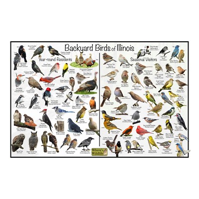 Backyard Birds of Illinois Bird Identification Nature Poster ...