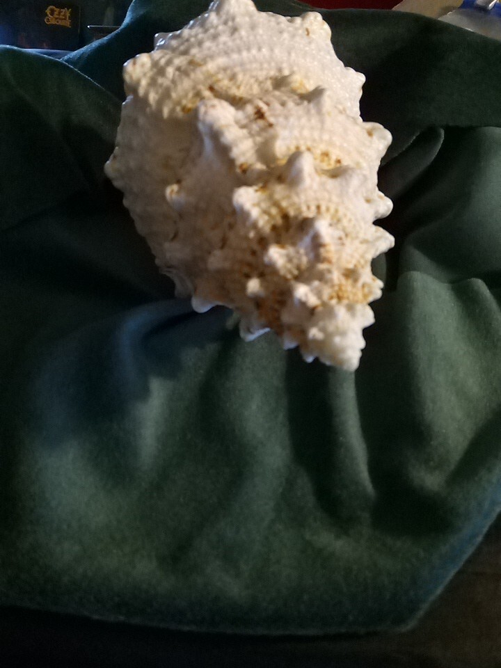 Large Frog Conch Shell 9 In X5in | eBay