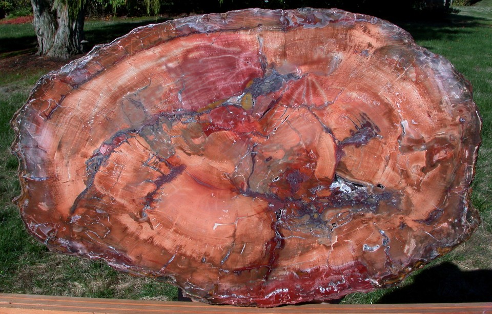 SiS: MAGNIFICENT 27" x 17" Petrified Wood Slab - PERFECT for Coffee ...