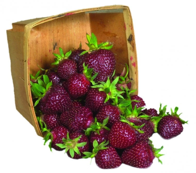 Purple Wonder Strawberries