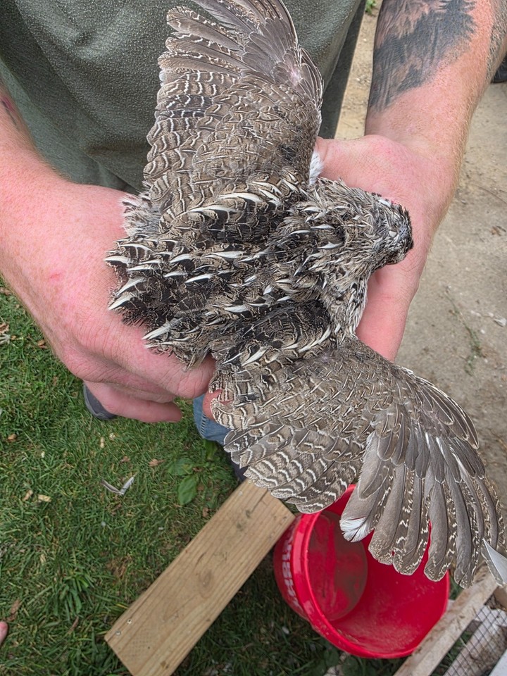 70+10free quail hatching eggs Jumbo coturnix mixed all colors | eBay