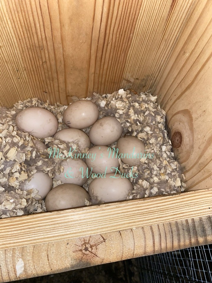 6 Mandarin Duck Hatching Eggs White & Regular SHIPPING IMMEDIATELY | eBay