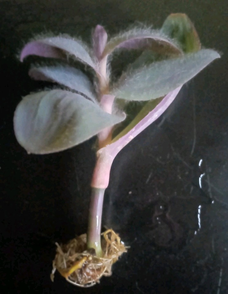 RARE. Tradescantia Pallida Kartuz Giant Rooted Top Cut. ROYAL MAIL ...