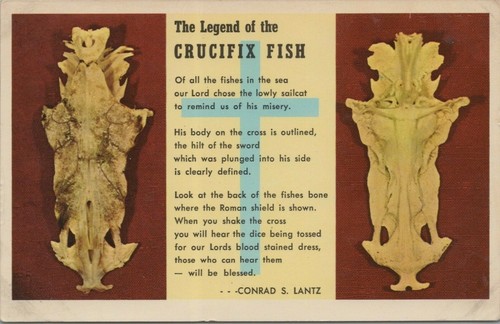 The Legend Of The Crucifix Fish Gulfport Florida Sailcat Chrome Vintage ...