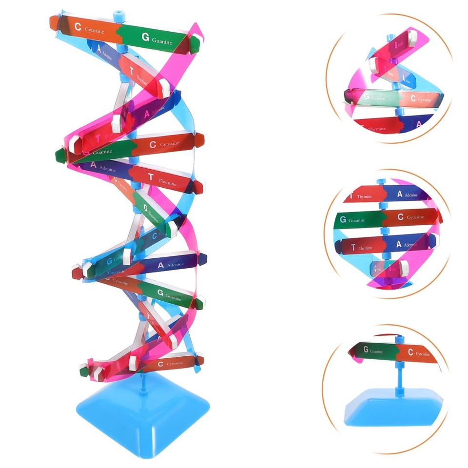 Dna Double Helix Molecule Kit Children's Science Experiment Kits Class ...