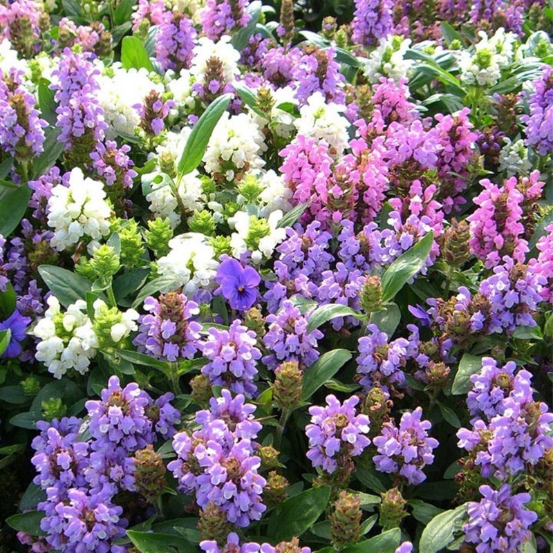 Prunélla seeds, 70 Chernogolovka seeds, Large-flowered mix, organic ...