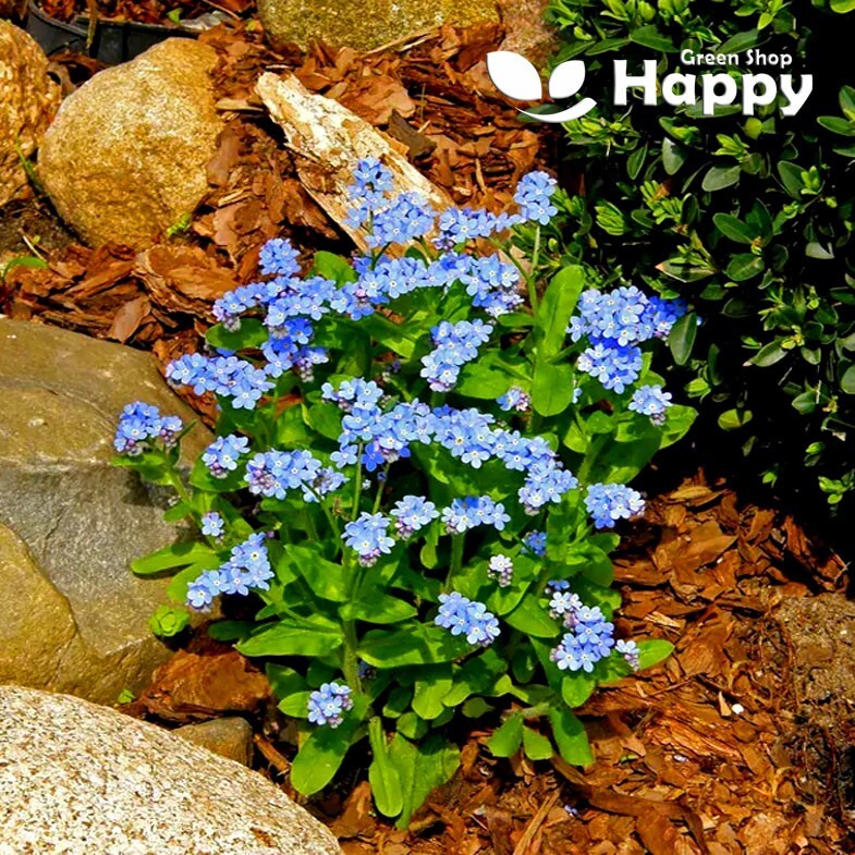 Forget Me Not Flower How To Plant And Grow Forget Me Not Flowers Or