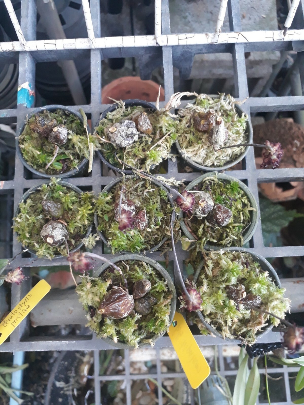 Bulbophyllum tripaleum miniature orchid plant + PHYTO CERTIFICATE | eBay UK