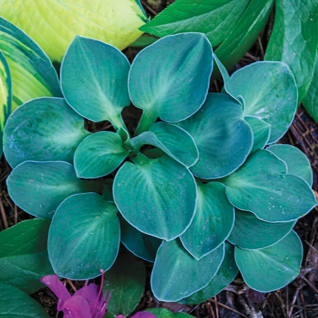 Mini Blue Mouse Ear Hostas ~ Live Plant | eBay