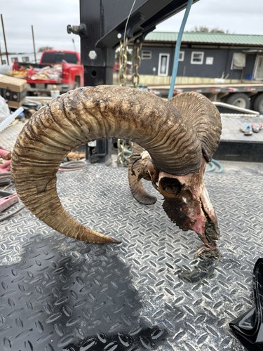 Transcaspian Urial Ram Skull Wild Sheep Heavy Horned 33” | eBay