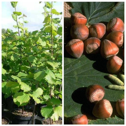 Hallesche Riesen Haselnuss Strauch 3-jähriger Busch ca. 100-120 cm 7,5 ...