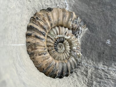 Green Ammonite Nodule Androgynoceras sp Charmouth, Dorset, Rare ...