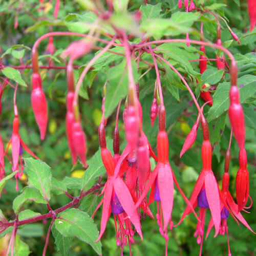 Fuchsia 'Riccartonii' Flowering Upright Hardy Garden Shrub Outdoor ...