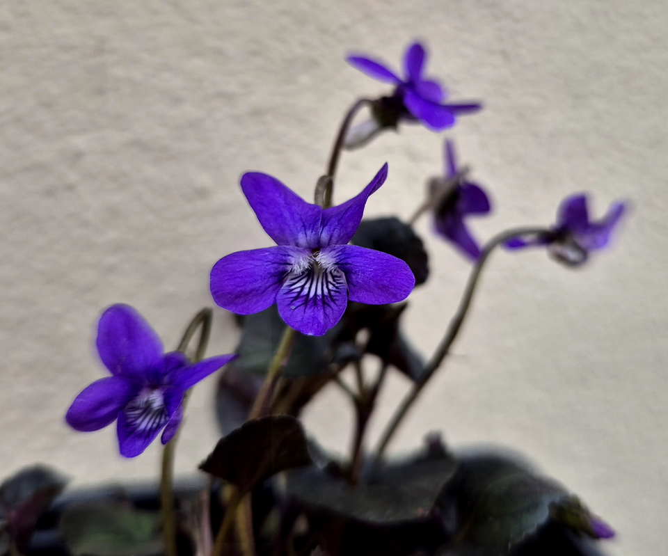 labrador violet - spring flowering evergreen - low growing evergreen ...