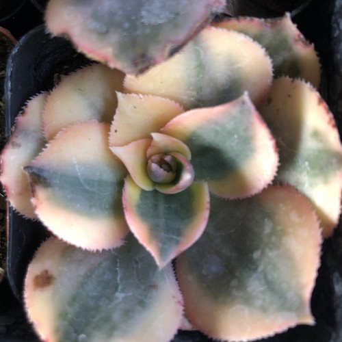 Aeonium - Sunburst Copper Pinwheel : Succulent Plant In 2" Pot | eBay