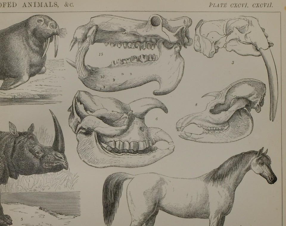 1886 PRINT UNGULATA HOOFED ANIMALS HYRAX RHINOCEROS WALRUS TAPIR HORSE ...
