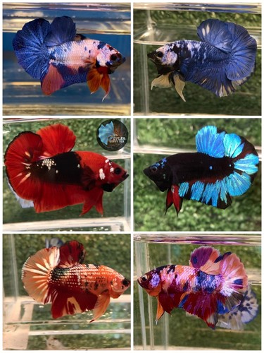 1 Pair - Koi Multiple Galaxy color Live Betta Fish Halfmoon Plakat ...