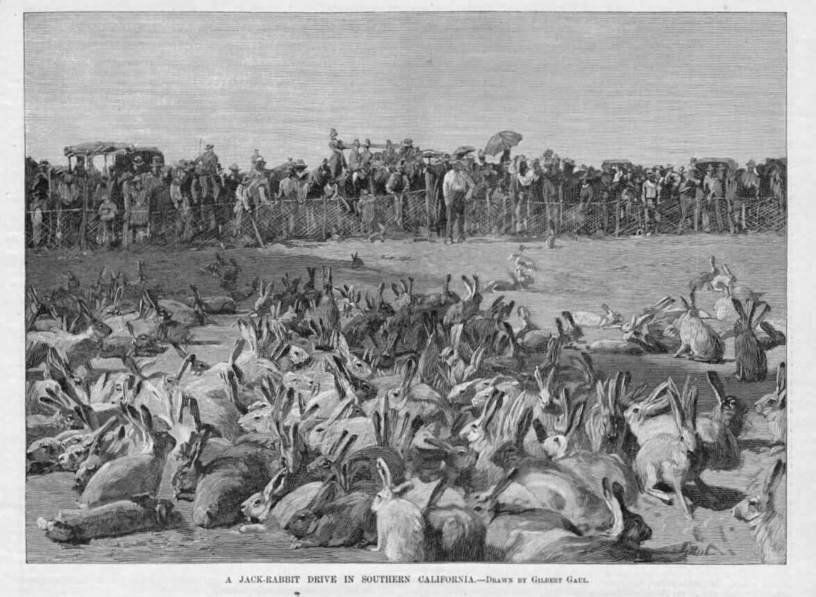 Dust Bowl Jack Rabbits