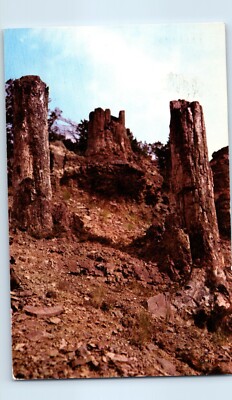Petrified Tree Stumps Yellowstone National Park Wyoming Postcard Posted ...
