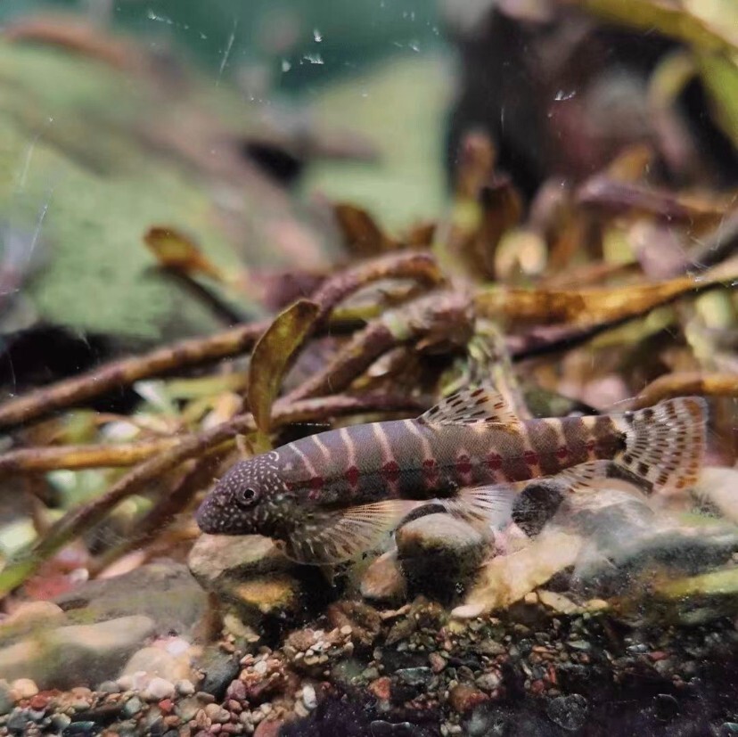 💥RARE FISH💥Red Diamond Loach💍💥Live Aquarium Fish - 💍💥High Grade A+++💍💥 ...
