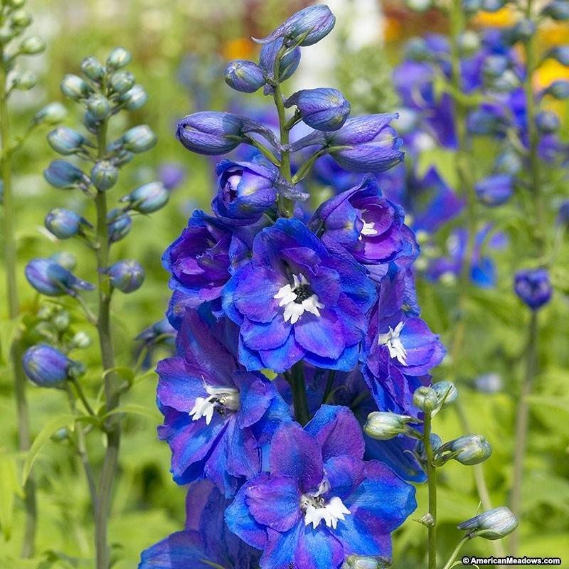 Blue Delphinium Flowers