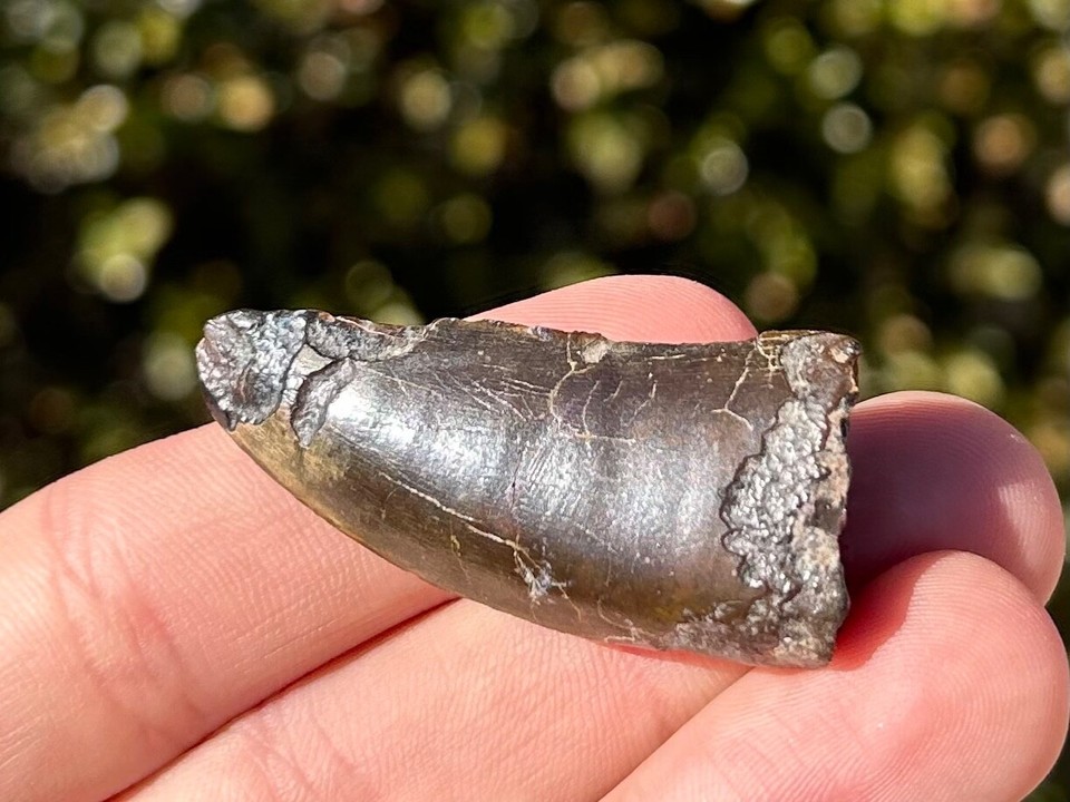Uzbekistan Tyrannosaur Dinosaur Tooth RARE Timurlengia Bissekty ...