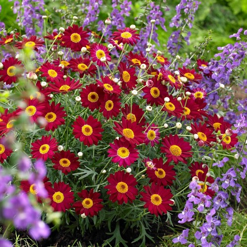 Argyranthemum Aramis Wine Red seeds | eBay UK
