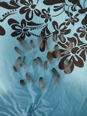 Real Fluffy Little Turkey Feathers 25 Pack Great For Crafts 100% ...