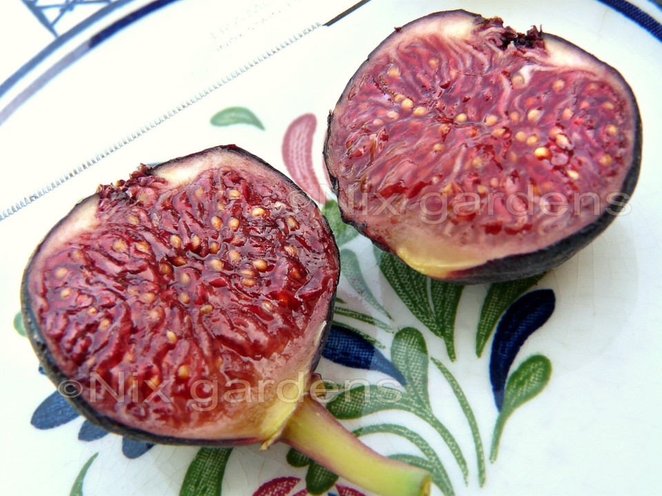 Unk PASTILIERE Fig Tree Cutting (1x) | eBay