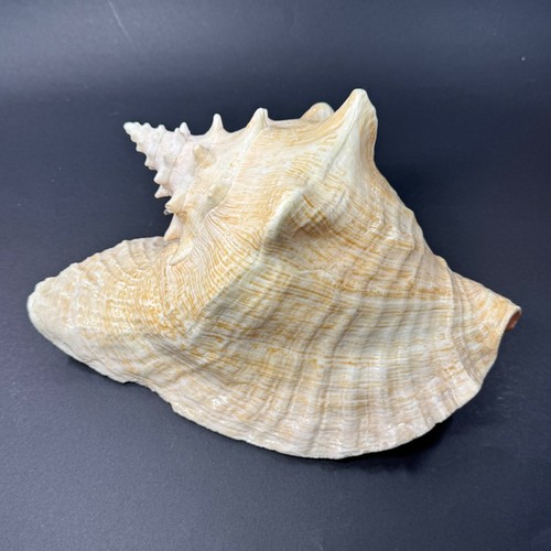 Natural Queen Conch Shell 10.5" Long Extra Large Pink Beautiful | eBay